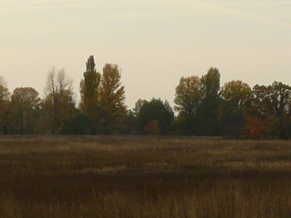 forest side view texture 0011 - Texturelib